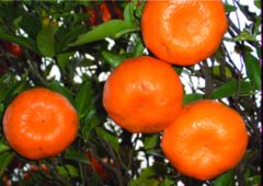 THE KHASI MANDARIN